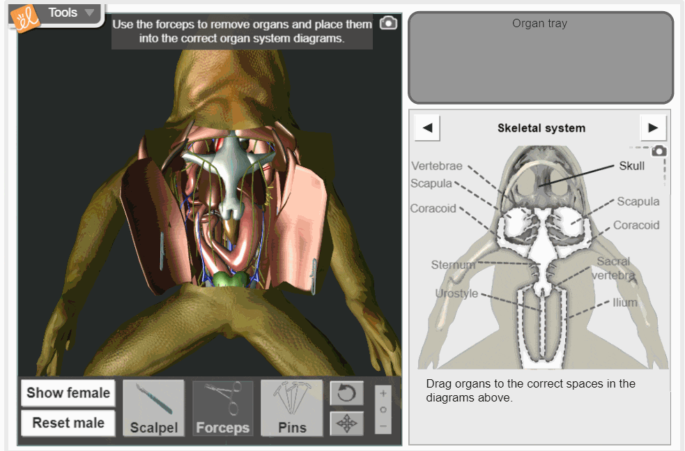 Teaching Frog Dissection with Virtual Labs | Gizmos