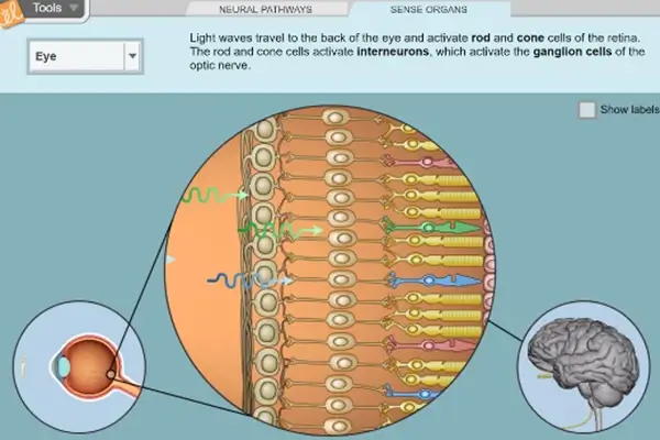 Understanding Interactive Science and Its Impact on ... | Gizmos